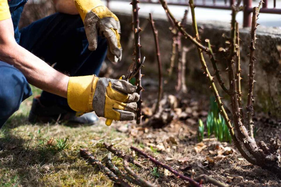 The Complete Guide to Pruning Roses in 5 Easy Steps - Minneopa Orchards