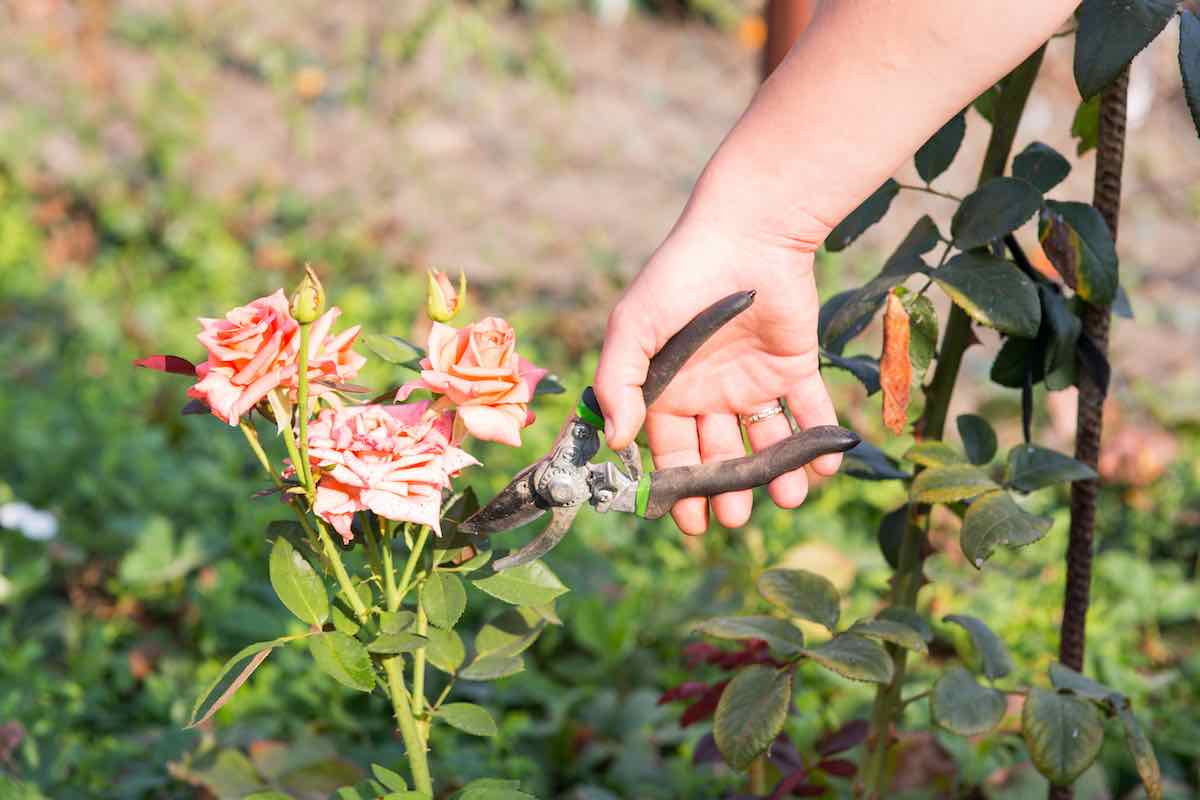 The Complete Guide to Pruning Roses in 5 Easy Steps - Minneopa Orchards