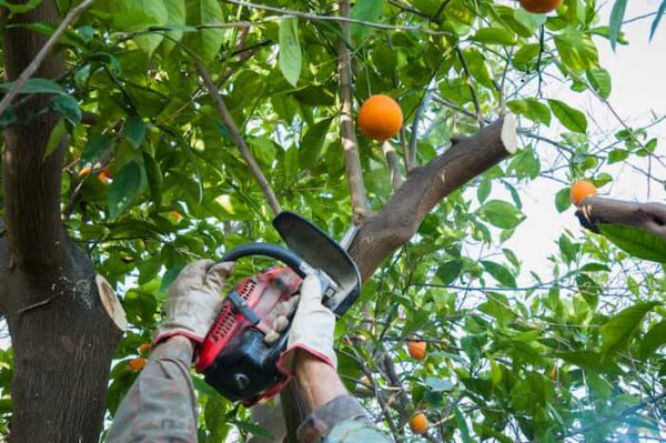 How to Prune an Orange Tree - Minneopa Orchards