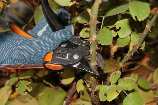 How to Sharpen Pruning Shears in 4 Easy Steps - Minneopa Orchards