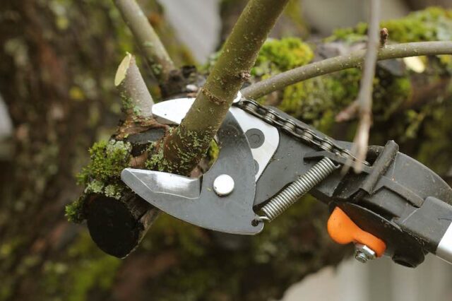 The Best Extendable Tree Pruners For 2024 - Minneopa Orchards