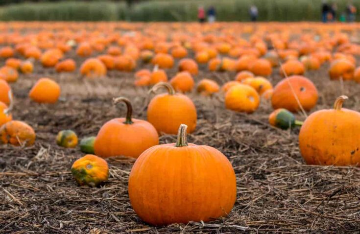 The 9 Best Pumpkin Patches in Rhode Island - Minneopa Orchards