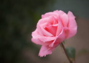 Types of Rose Bushes: 21 Gorgeous Rose Bush Varieties - Minneopa Orchards