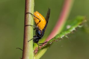 12 Damaging Rose Bush Pests: How To Get Rid Of Them and Prevent Them ...