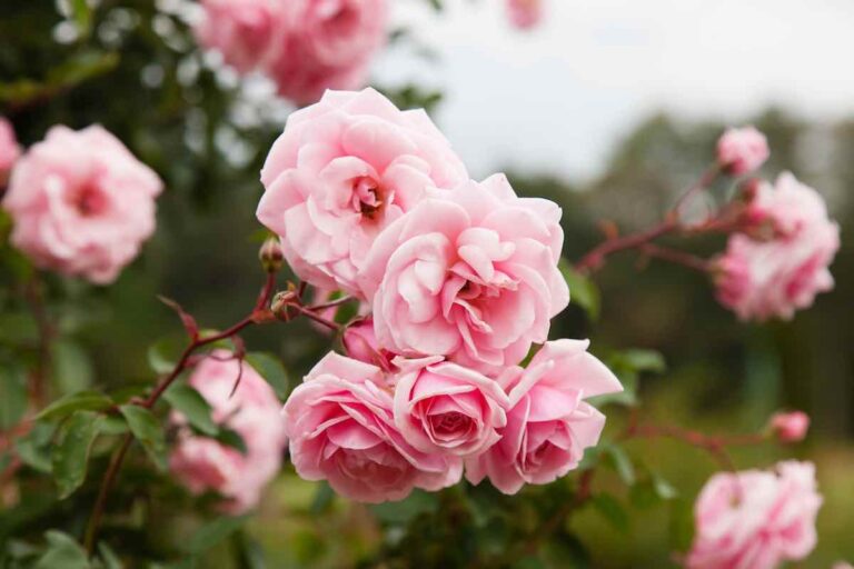 12 Damaging Rose Bush Pests: How To Get Rid Of Them and Prevent Them ...