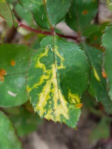 7 Harmful Rose Bush Diseases and How To Cure and Prevent Them ...