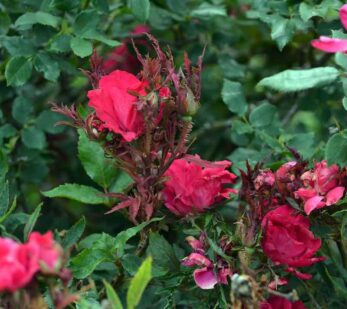 7 Harmful Rose Bush Diseases and How To Cure and Prevent Them ...