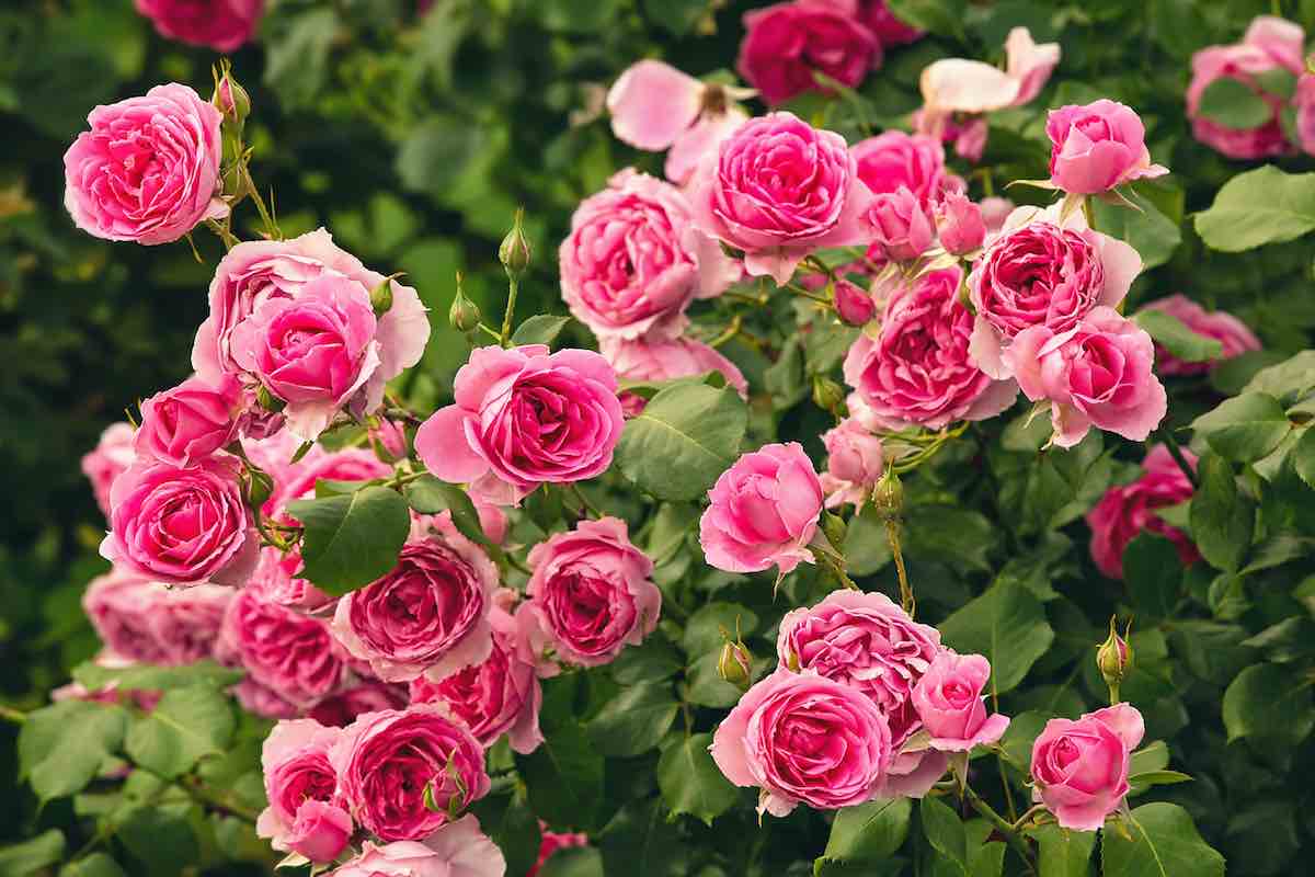 Types of Rose Bushes: 21 Gorgeous Rose Bush Varieties - Minneopa Orchards