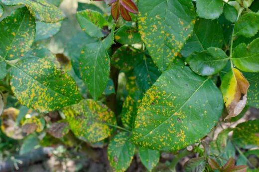 7 Harmful Rose Bush Diseases and How To Cure and Prevent Them ...