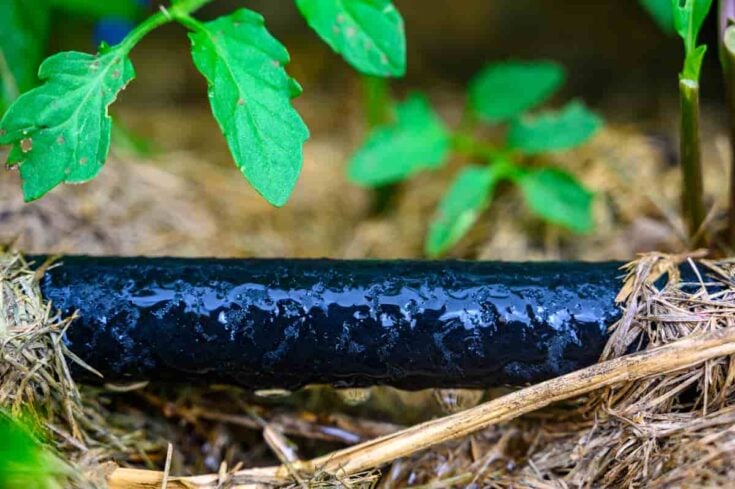9 of the Best Soaker Hoses for Watering Your Garden - Minneopa Orchards