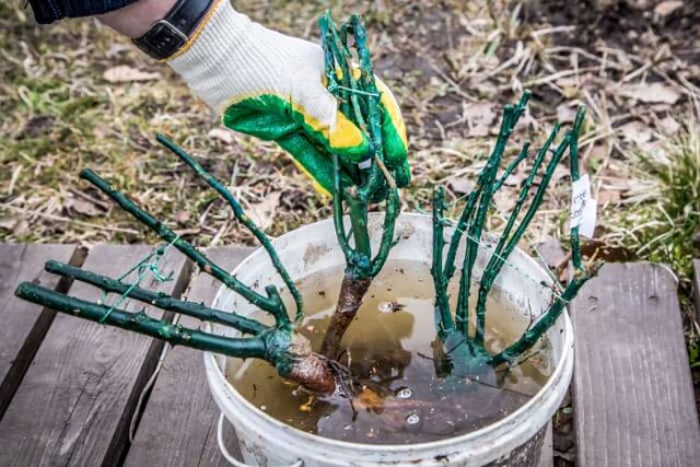 Planting Bare Root Roses - Minneopa Orchards