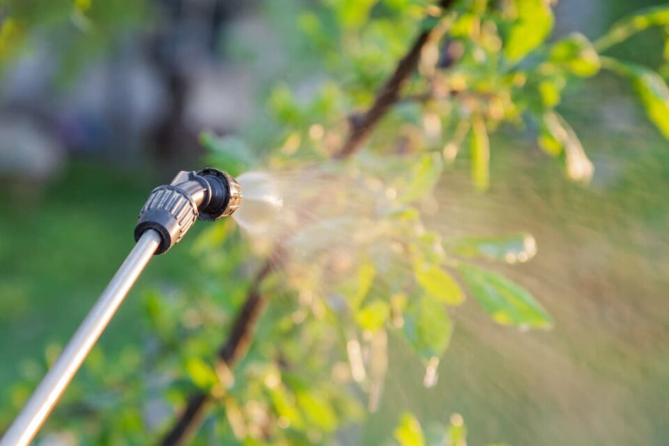 DIY Apple Tree Spraying: Tips and Techniques for Effective Pest and ...