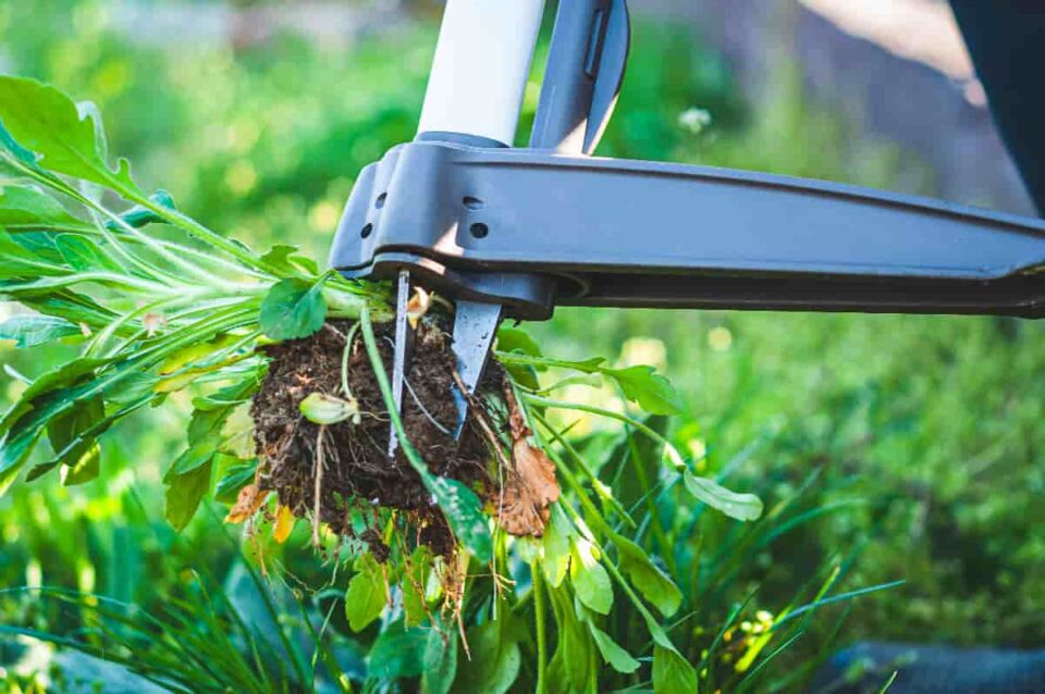 8 of the Best Long-Handled Weeding Tools - Minneopa Orchards