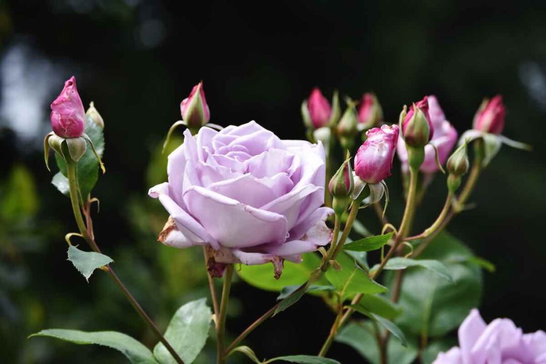 Types of Rose Bushes: 21 Gorgeous Rose Bush Varieties - Minneopa Orchards