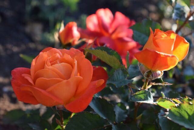 Planting Bare Root Roses - Minneopa Orchards