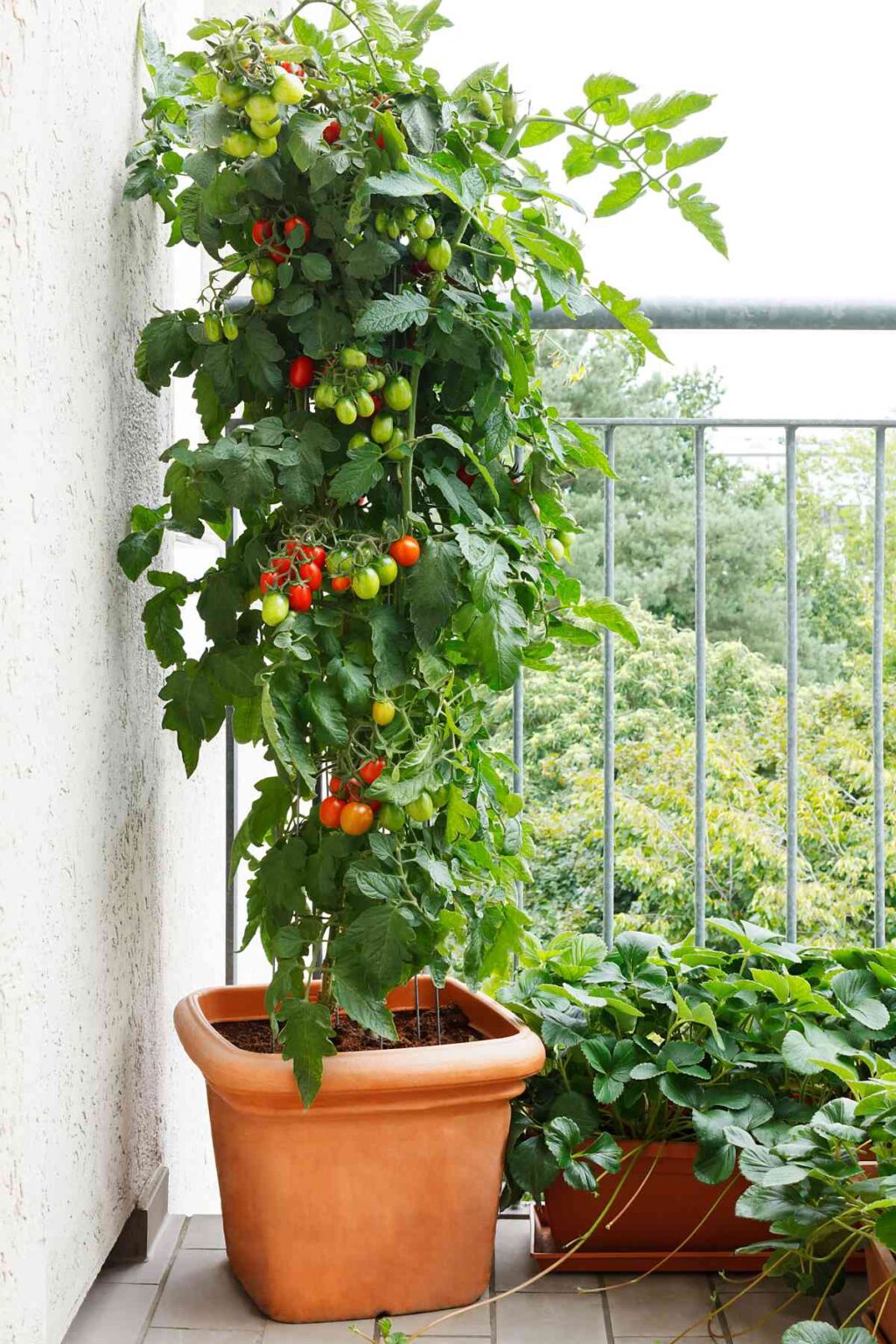 The Best Method for How to Grow Tomatoes in Pots - Minneopa Orchards