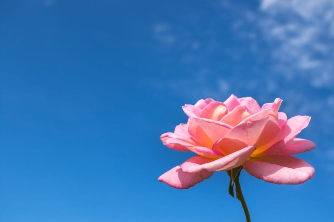 Types of Rose Bushes: 21 Gorgeous Rose Bush Varieties - Minneopa Orchards