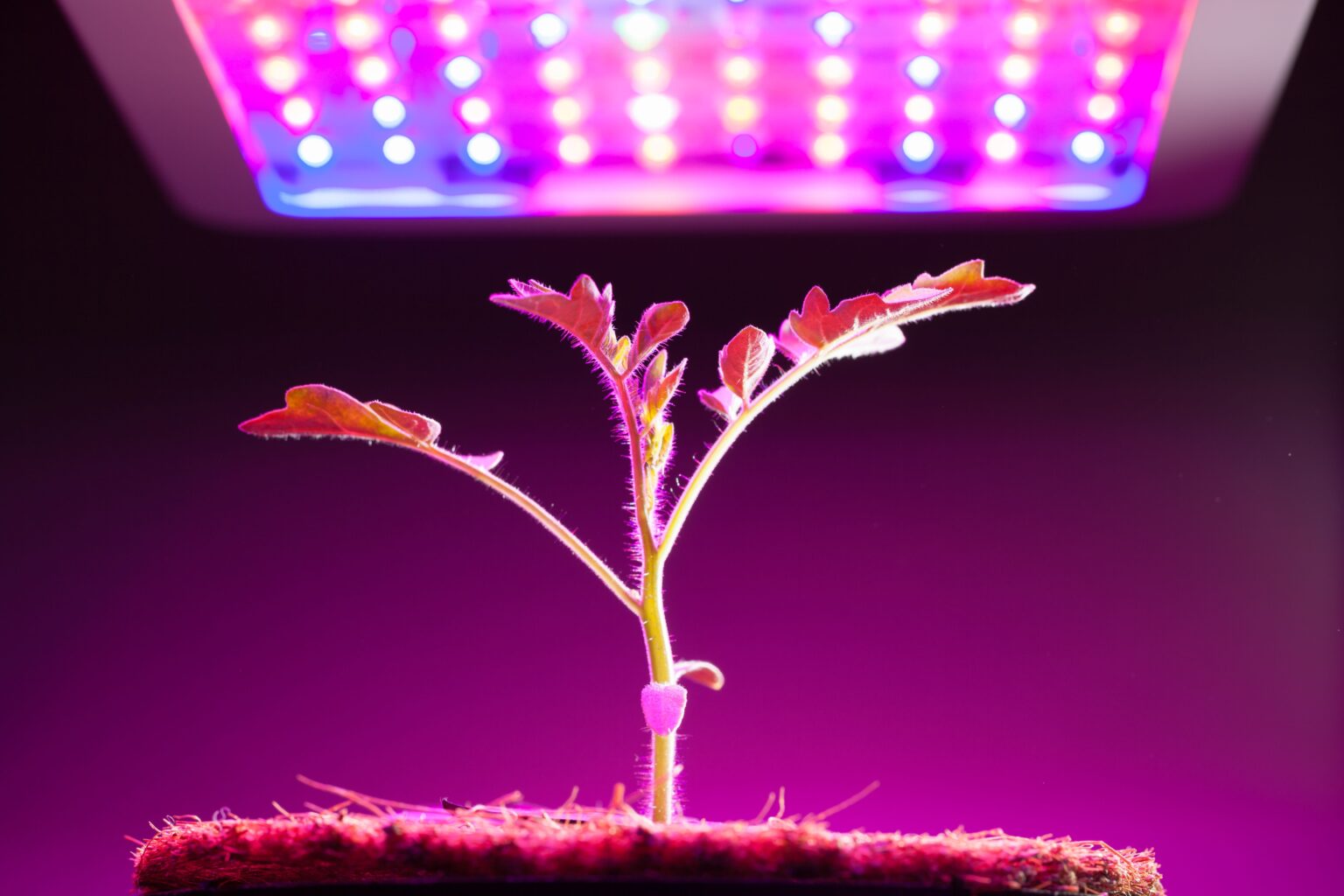 What Color Light is Best for Seedlings? - Minneopa Orchards