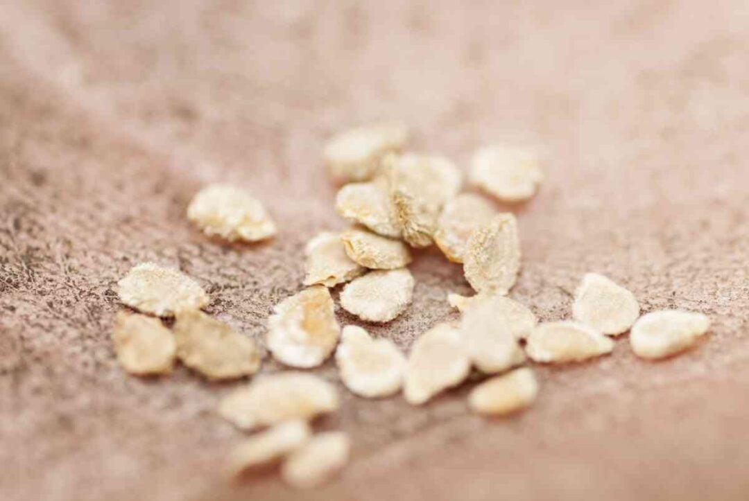 How to Plant Tomato Seeds: the Absolute Best Method - Minneopa Orchards