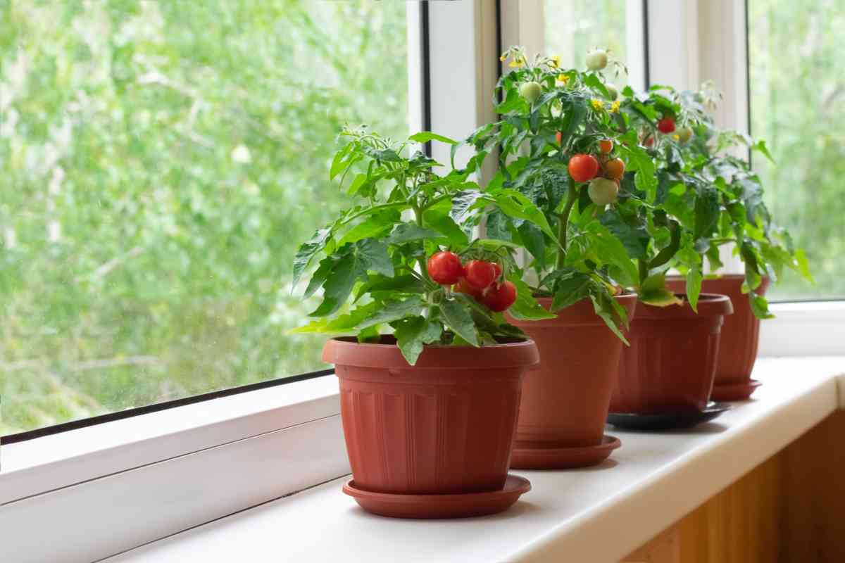 The Best Method for How to Grow Tomatoes in Pots - Minneopa Orchards