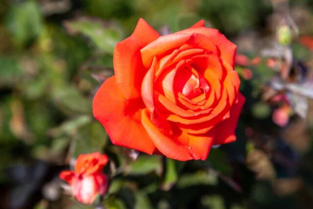 Types of Rose Bushes: 21 Gorgeous Rose Bush Varieties - Minneopa Orchards