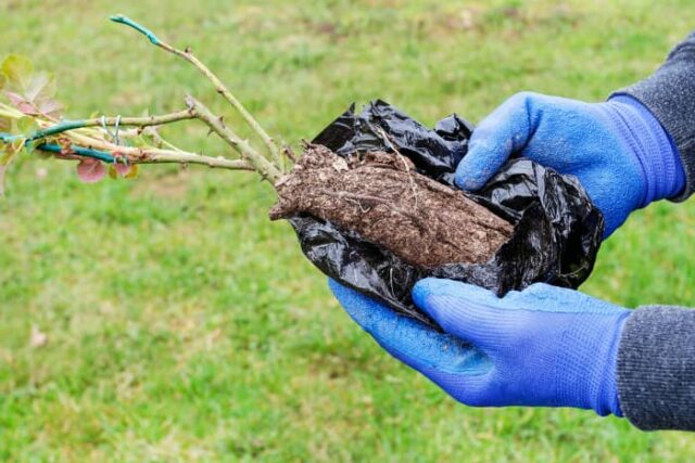 Planting Bare Root Roses - Minneopa Orchards