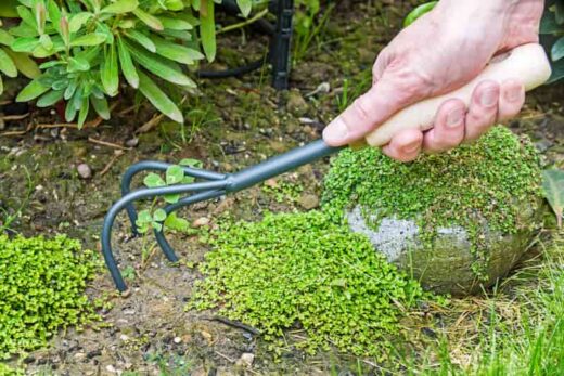 The 11 Best Hand Cultivators - Minneopa Orchards