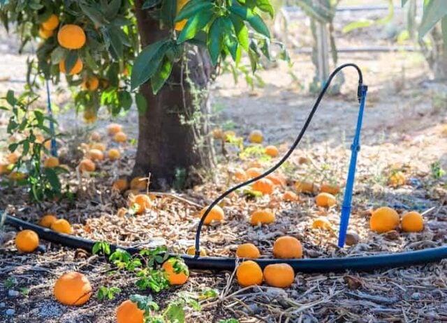 How to Grow an Orange Tree - Minneopa Orchards