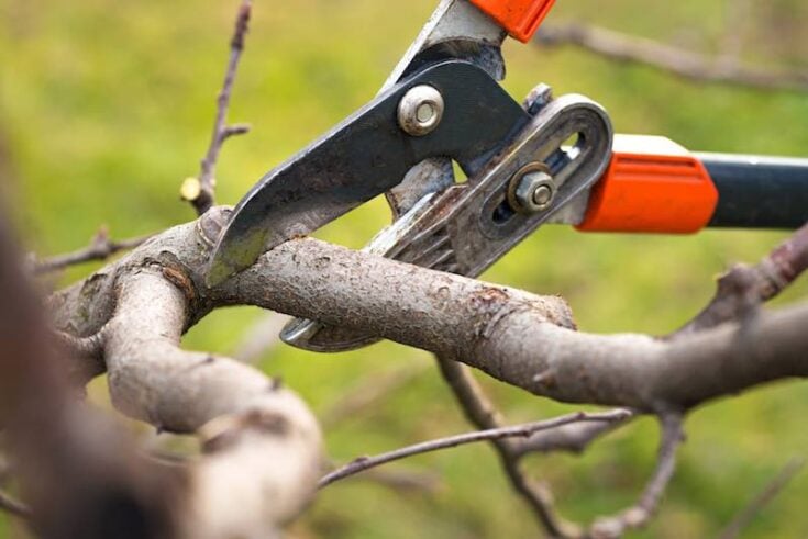 The Best Extendable Tree Pruners For 2024 - Minneopa Orchards
