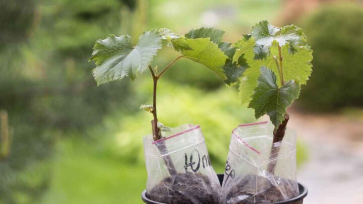 Growing Grapes in Containers: How to Do It Right - Minneopa Orchards