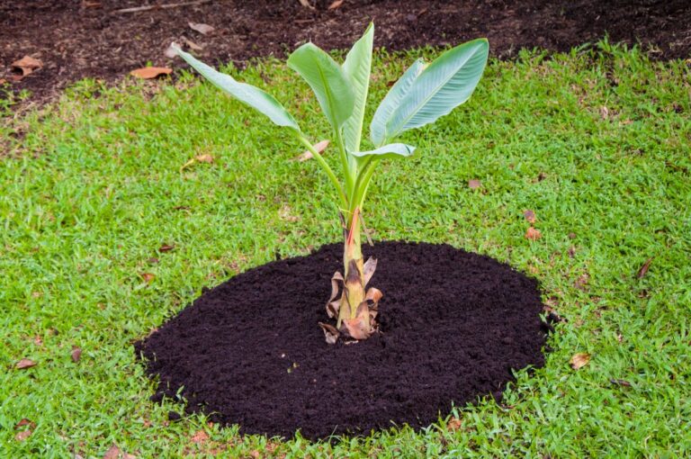 How to Plant a Banana Tree in 5 Easy Steps - Minneopa Orchards