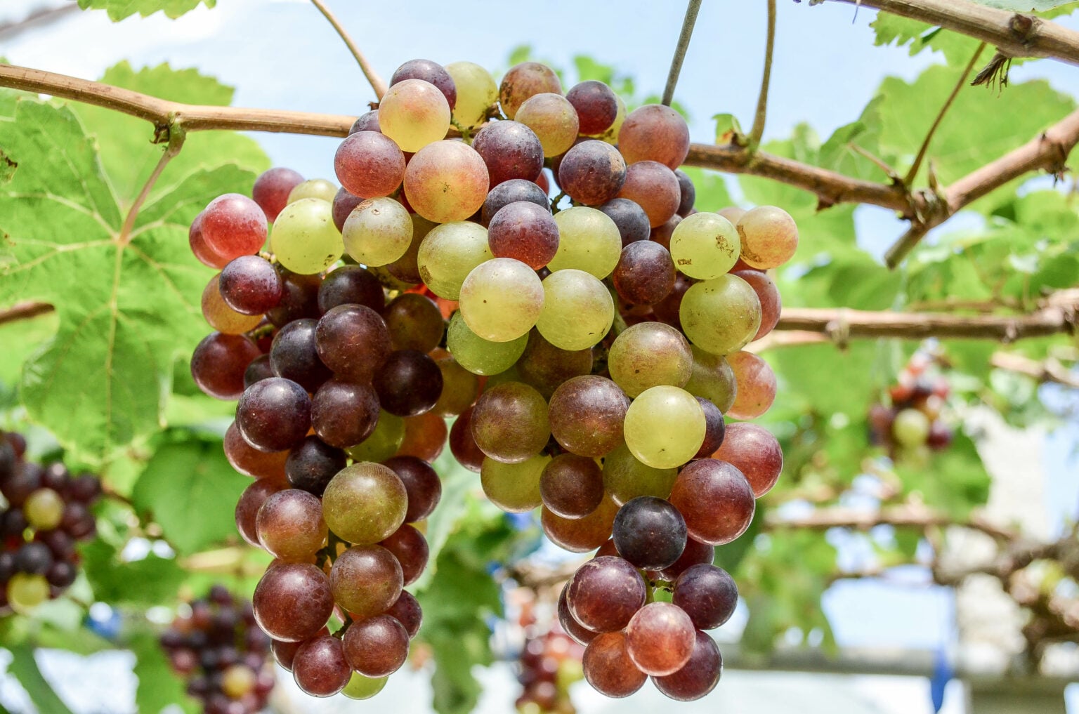 All About Sour Grapes - Minneopa Orchards
