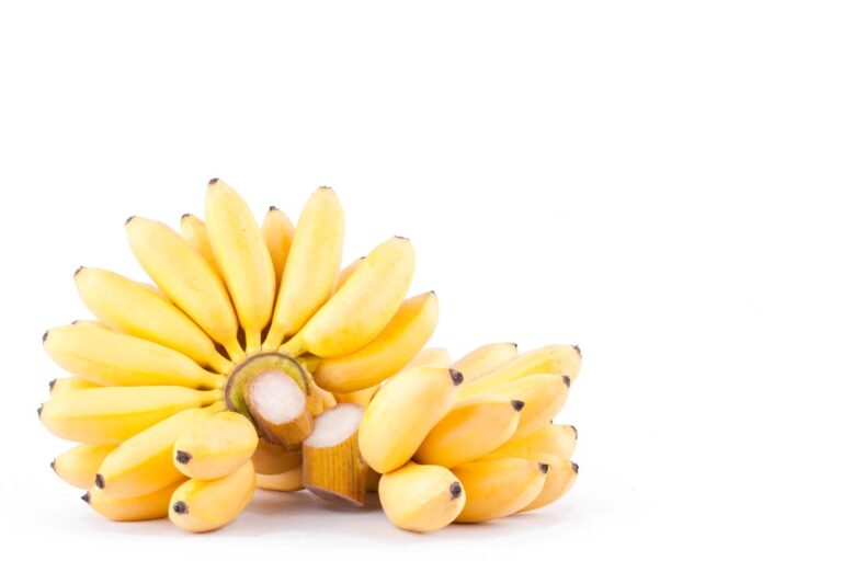 Everything You Should Know About the Lady Finger Banana Tree - Minneopa ...