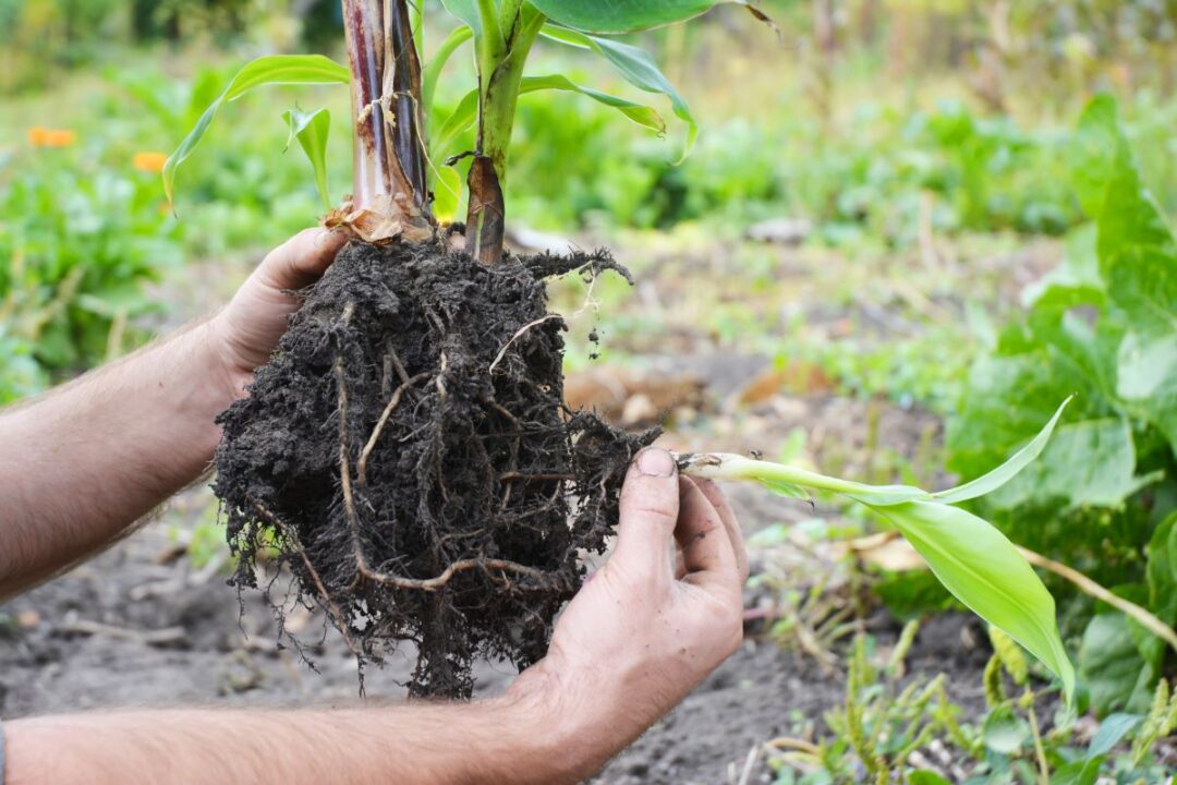 How to Plant a Banana Tree in 5 Easy Steps - Minneopa Orchards