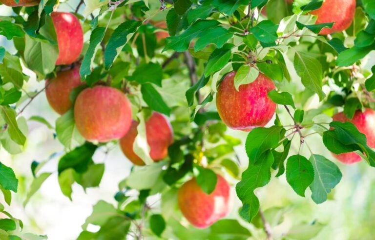 7 Best Apple Orchards in North Dakota - Minneopa Orchards