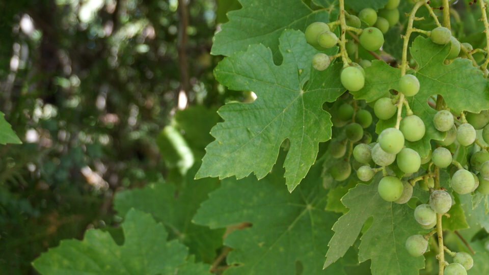 All About Sour Grapes - Minneopa Orchards