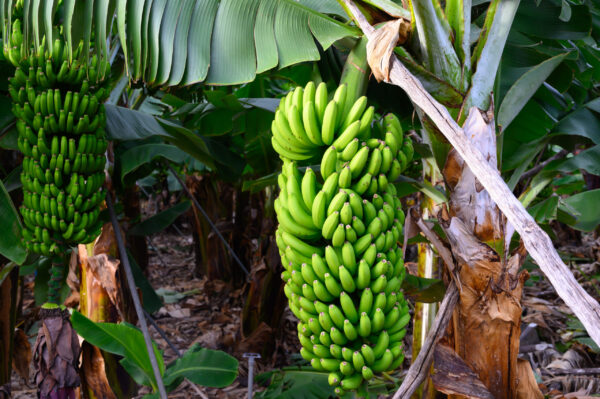 Everything You Should Know About The Grand Nain Banana Tree - Minneopa ...