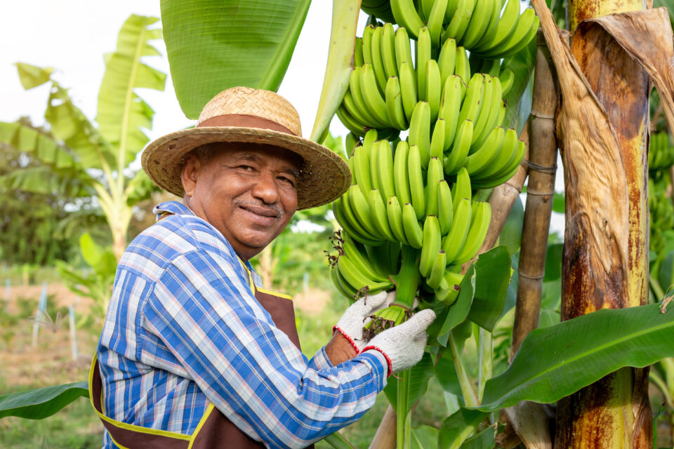 How To Grow A Banana Tree - Minneopa Orchards