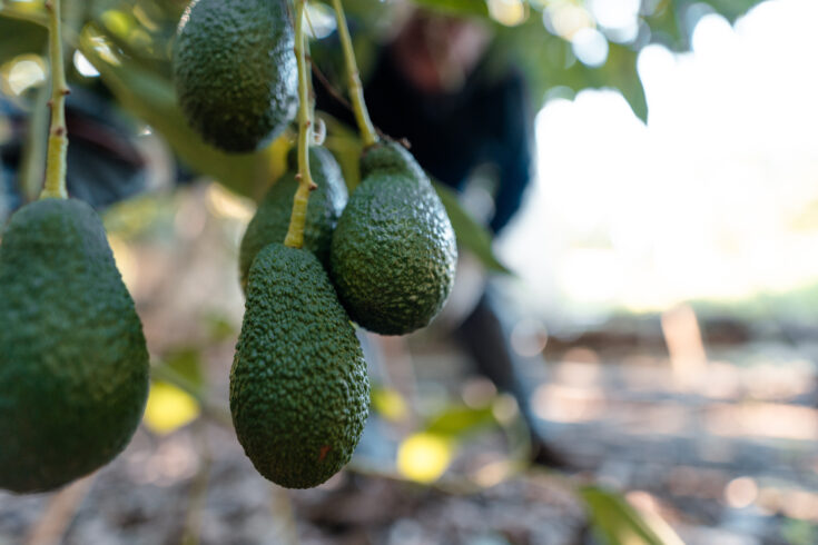 How to Plant an Avocado Tree: Everything You Should Know! - Minneopa ...