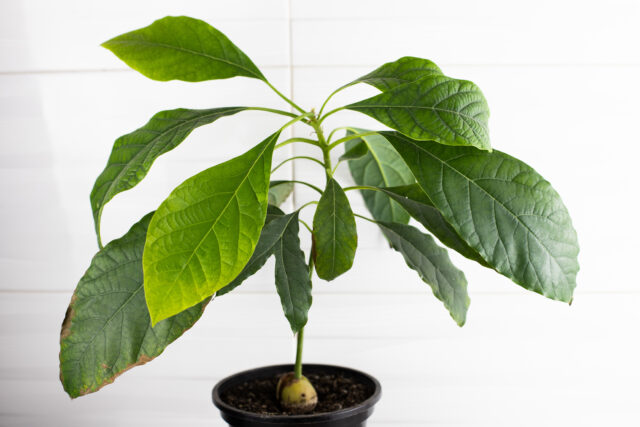 How to Plant an Avocado Tree: Everything You Should Know! - Minneopa ...