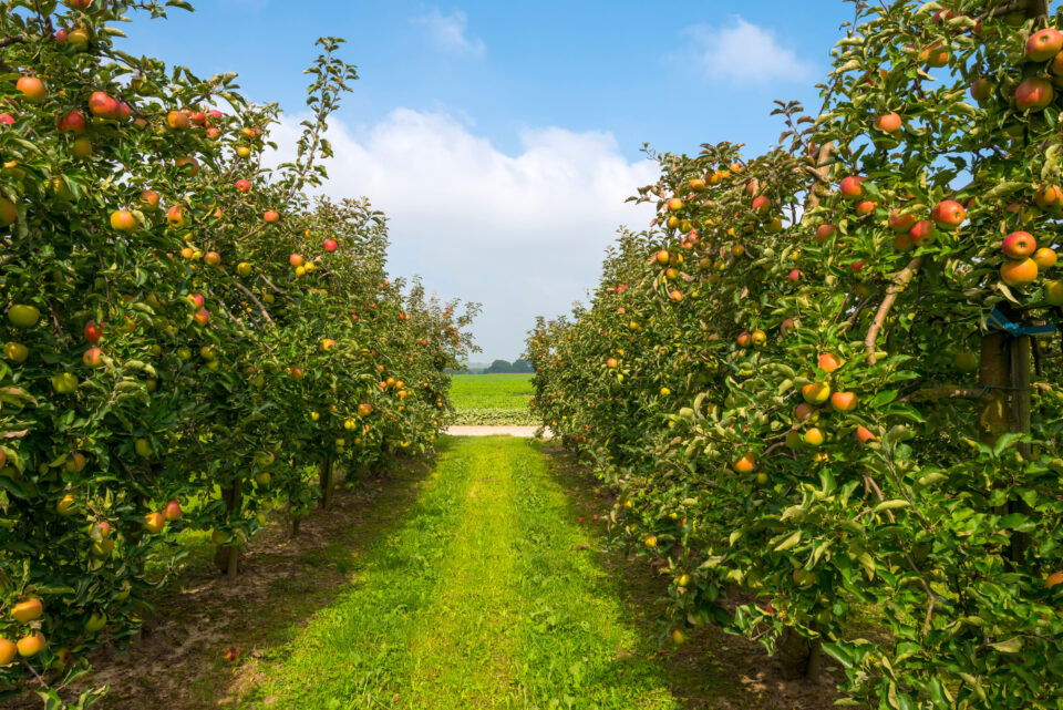7 Best Apple Orchards in North Dakota - Minneopa Orchards