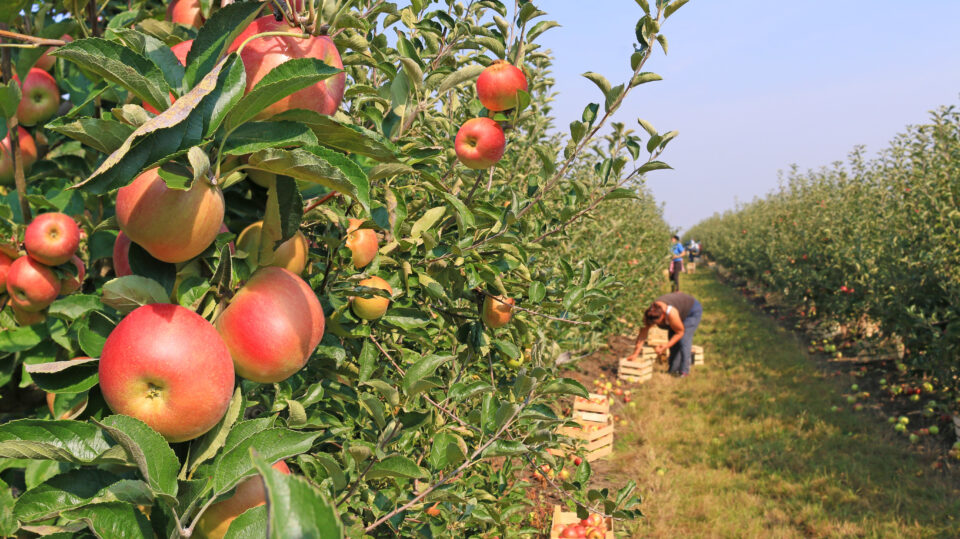 7 Best Apple Orchards in North Dakota - Minneopa Orchards
