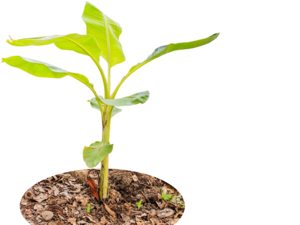 Banana Tree Pruning in 5 Easy Steps - Minneopa Orchards