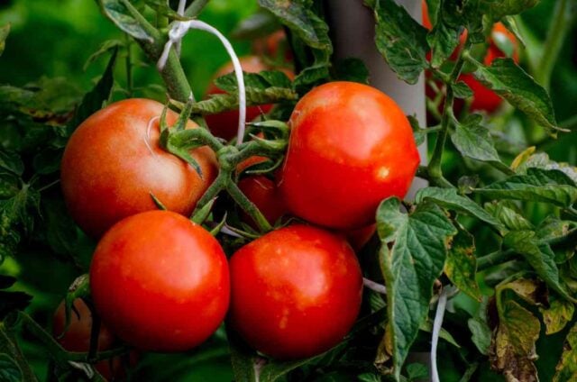All About the Mountain Fresh Tomato - Minneopa Orchards