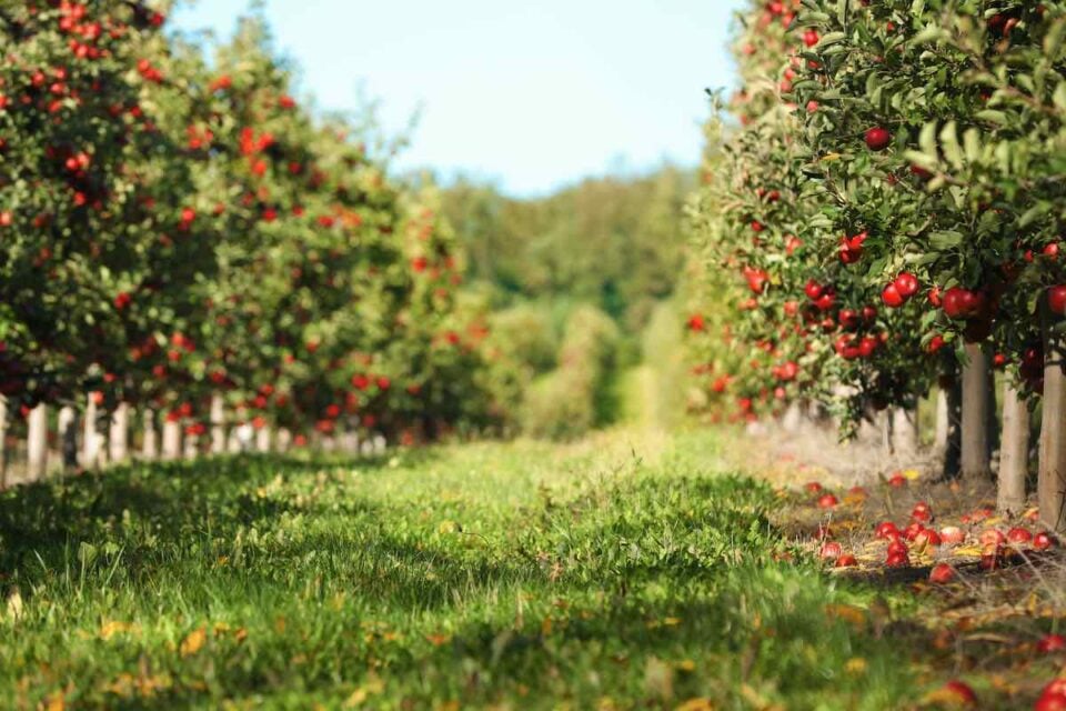 Apple Trees - Minneopa Orchards