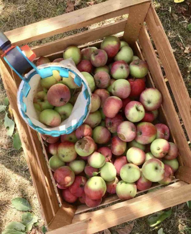 The 8 Best Apple Pickers for Harvesting Apples - Minneopa Orchards