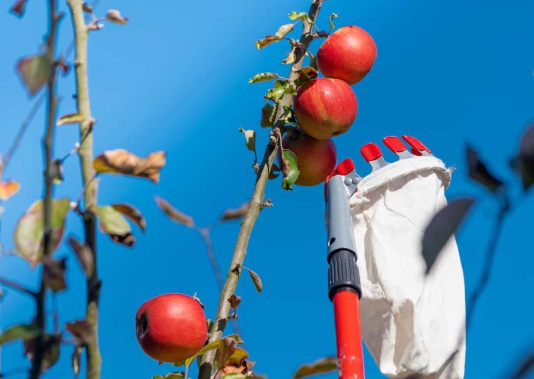 The 8 Best Apple Pickers for Harvesting Apples - Minneopa Orchards
