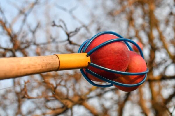 The 8 Best Apple Pickers for Harvesting Apples - Minneopa Orchards