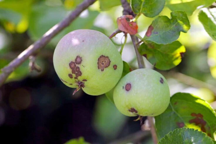 8 Choices for the Best Fungicide for Apple Trees - Minneopa Orchards