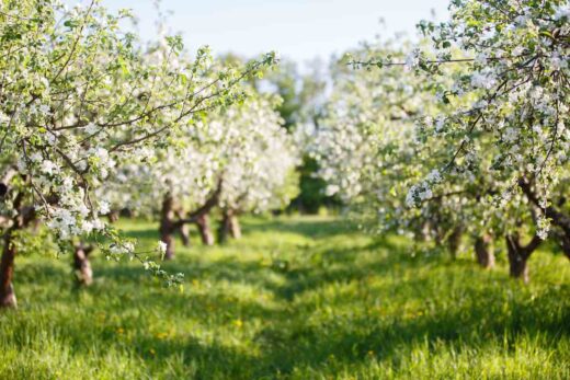 When to Plant Apple Trees: The Best Time for Planting - Minneopa Orchards
